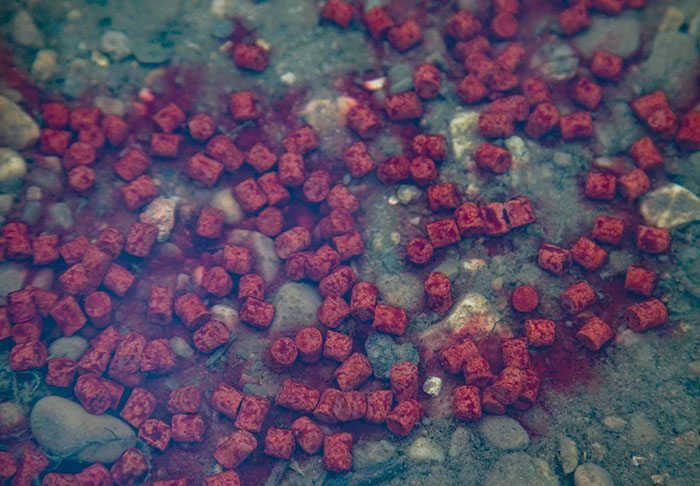 Terug van weggeweest: De Red Venom Liquid van CC Moore – KWO