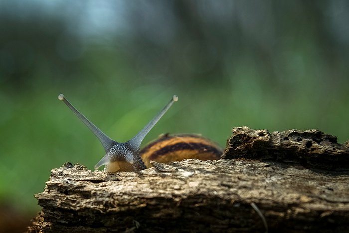 Grootse kleine beesten – Macrofotografie met Roel den Boer – KWO