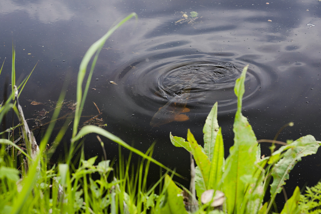 Struinend achter de karper aan – Q&A met Robert de Wilt – Deel 1 – KWO